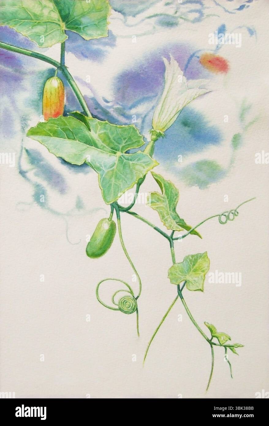 Watercolor painting original realistic herb of Ivy gourd and green ...