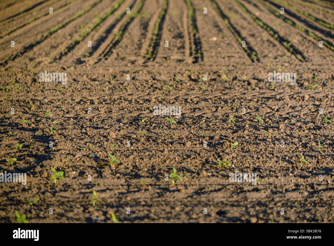 Cultivated land plants closeup hi-res stock photography and images - Alamy