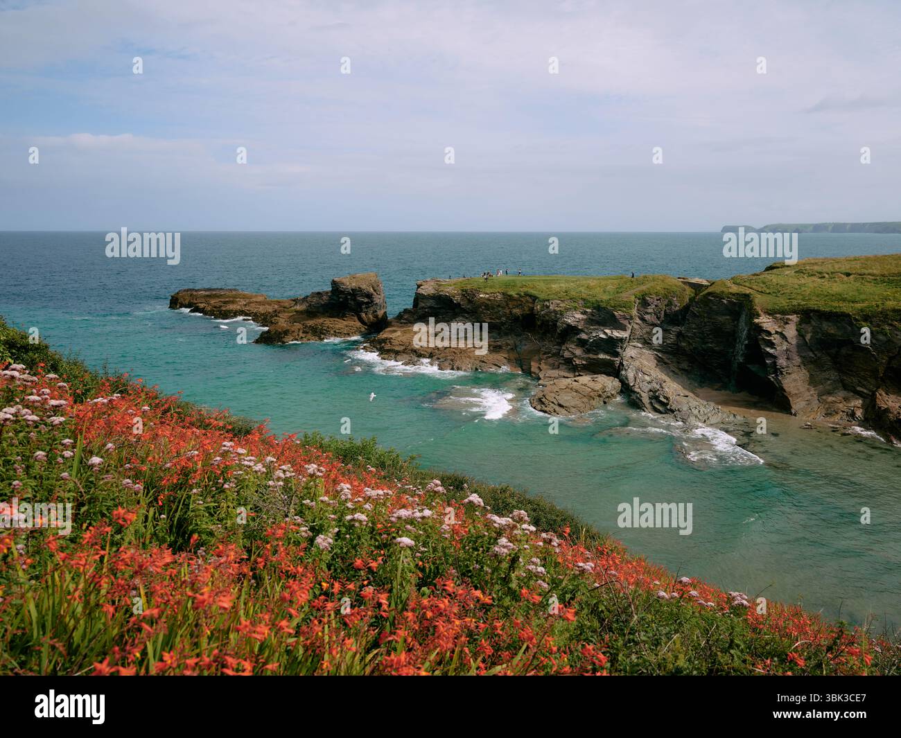 The summer coast landscape with Crocosmia 'Cornish Copper' flowers ...