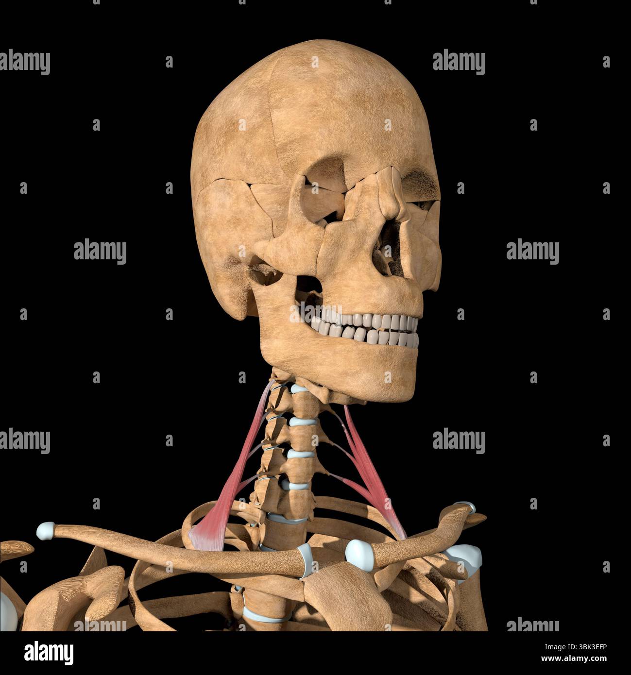 This 3d illustration shows the scalene anterior muscles on skeleton ...