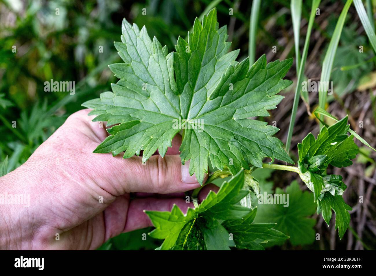 Alpine Delphinium, Delphinium elatum, grows in Schustler's garden in ...