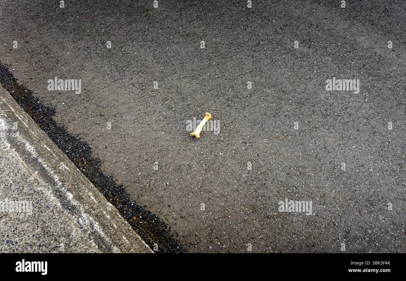 Boneof some dead animal on the pavement Stock Photo - Alamy