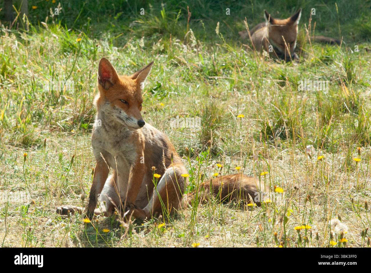 UK weather, 18 June 2025: A fox vixen catches the early sun in a garden ...