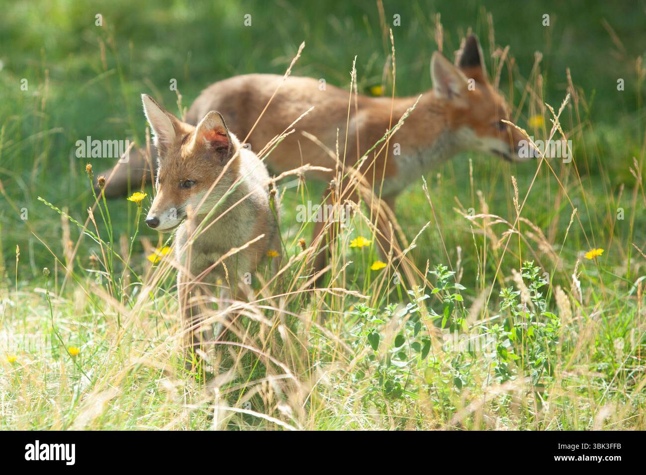 UK weather, 18 June 2025: Fox cubs explore a garden in Clapham, south ...