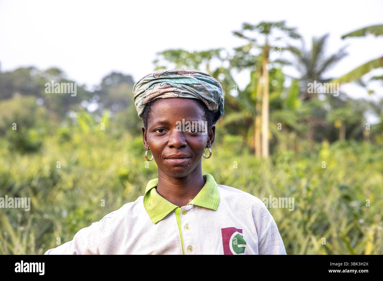 Pineapple plantation worker in Allada, Benin Stock Photo - Alamy
