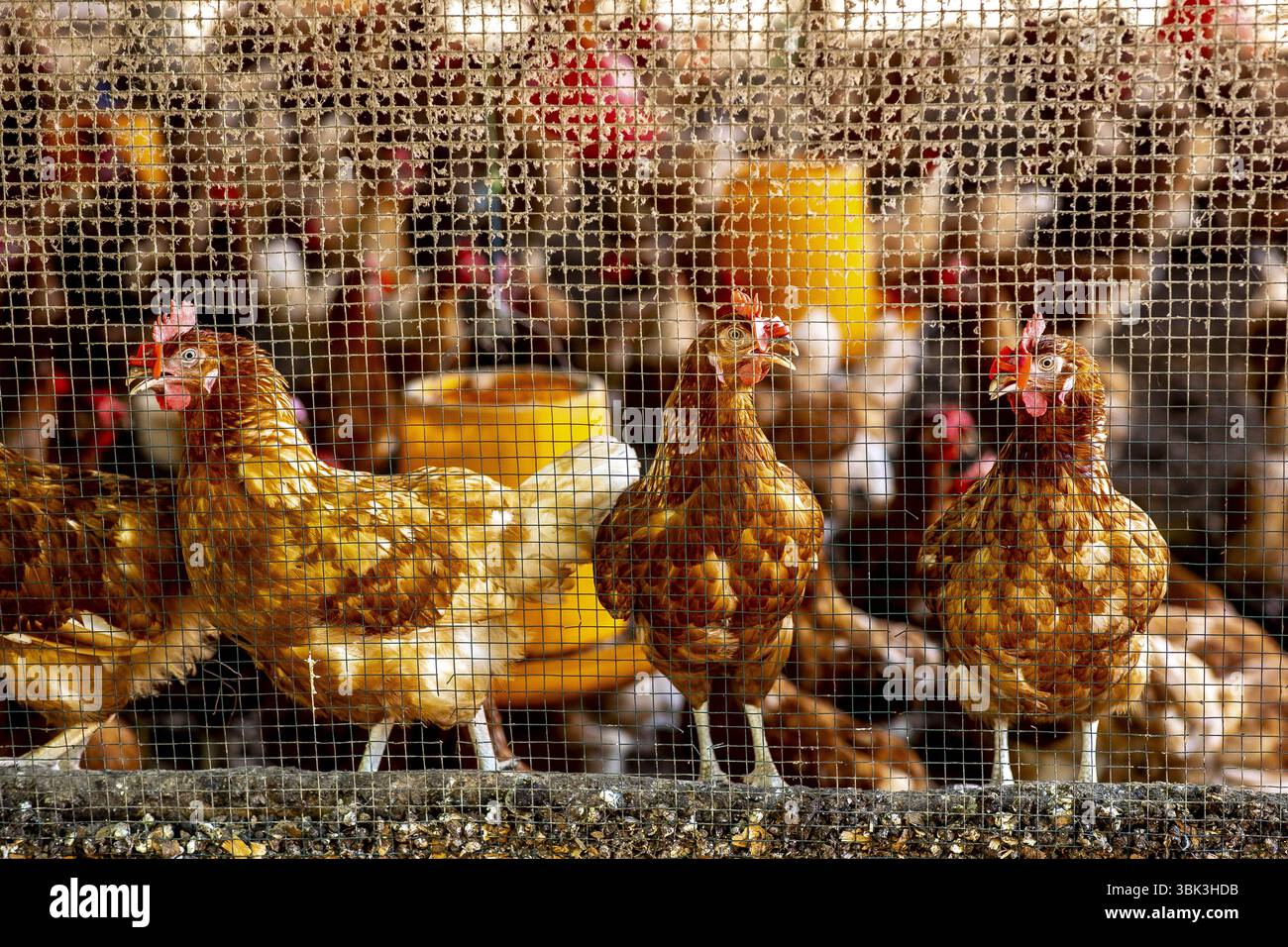 Chicken coop in Lobogo, Benin Stock Photo - Alamy