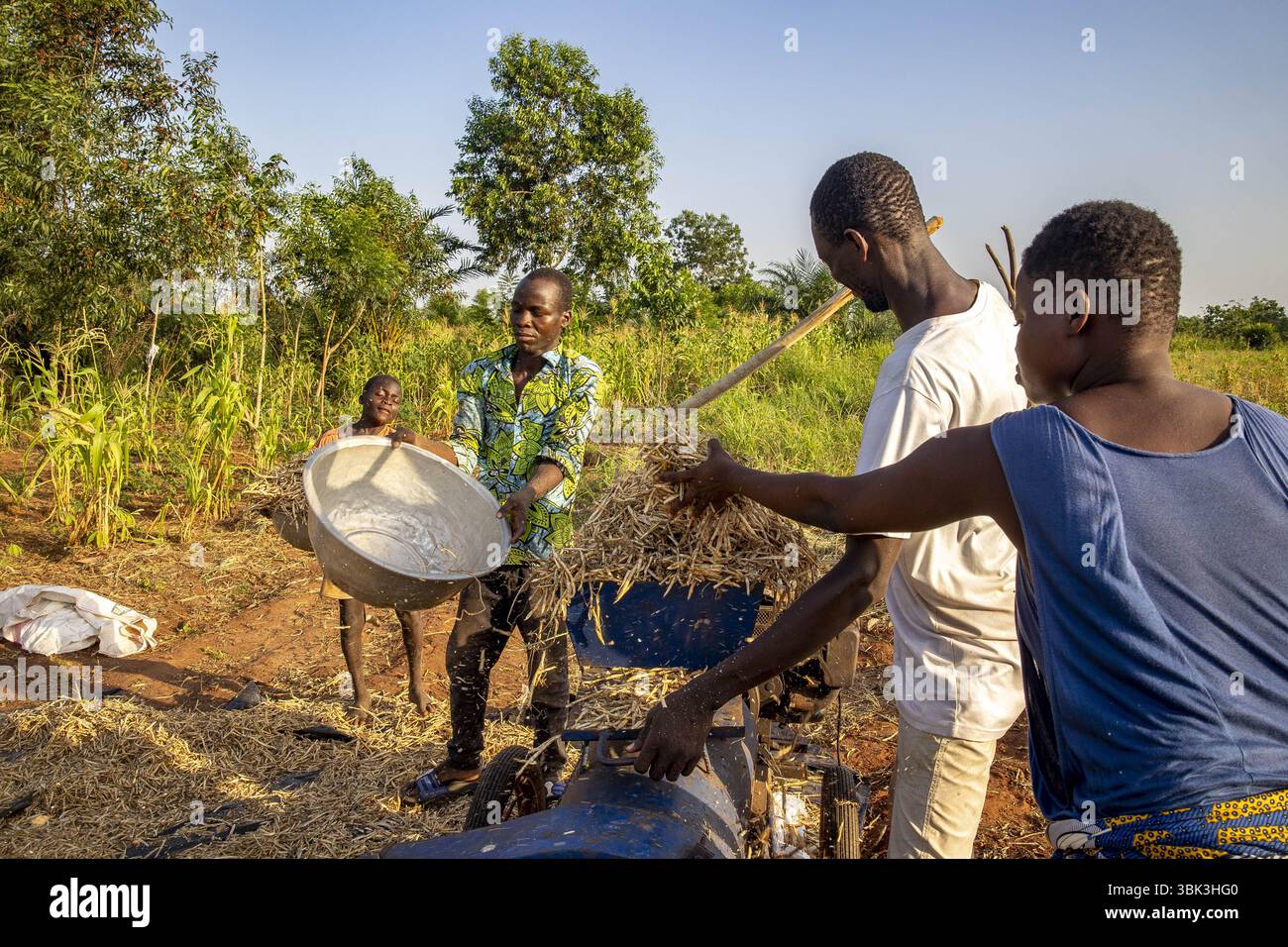 Seeding beans after harvest in Lobogo, Benin Stock Photo - Alamy
