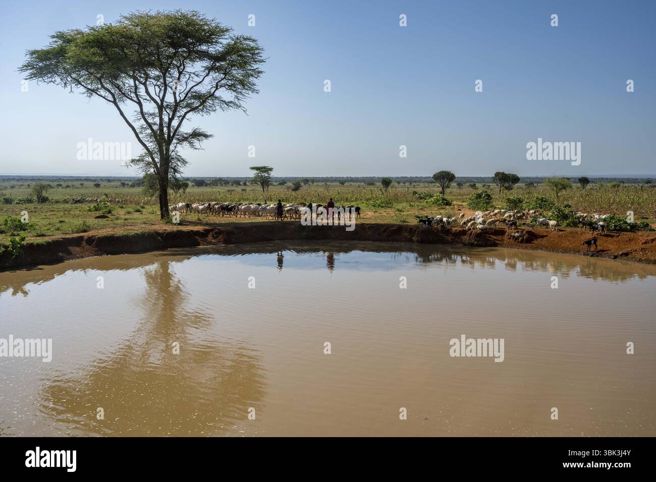Water point and drinking trough for livestock, Napak district, Karamoja ...