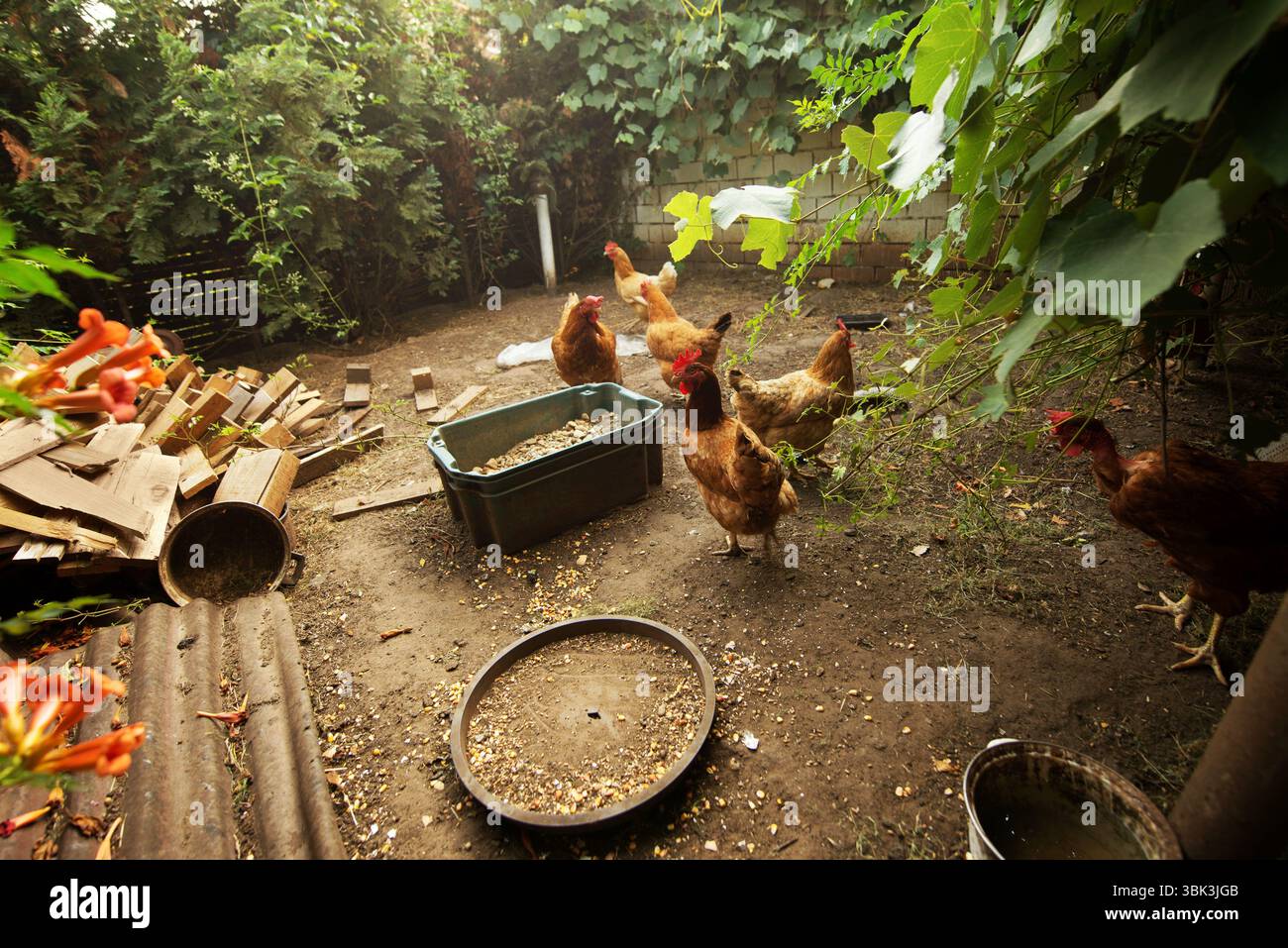 Poultry are eating hi-res stock photography and images - Alamy