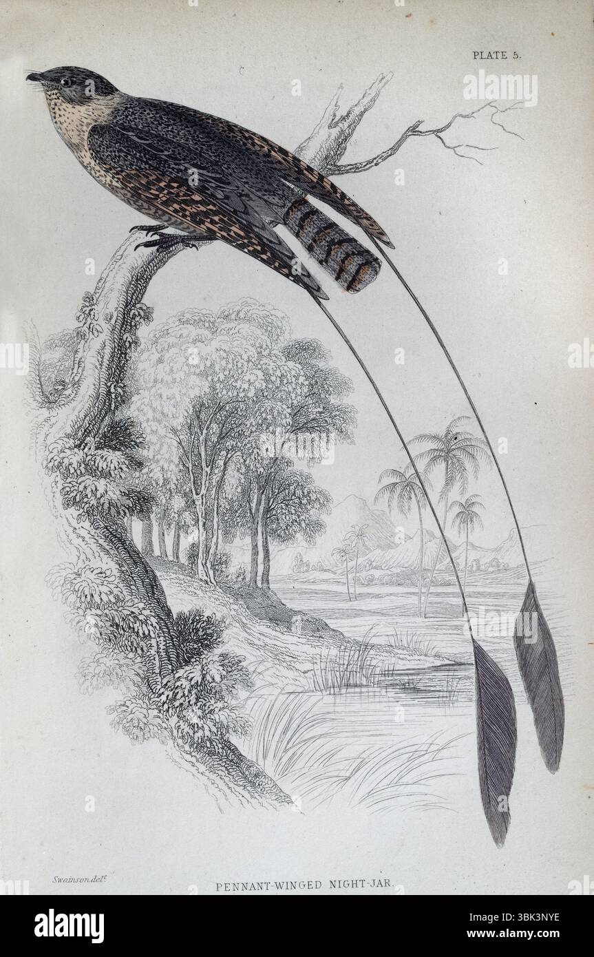 Pennant-winged nightjar, Caprimulgus vexillarius, Macrodipteryx ...