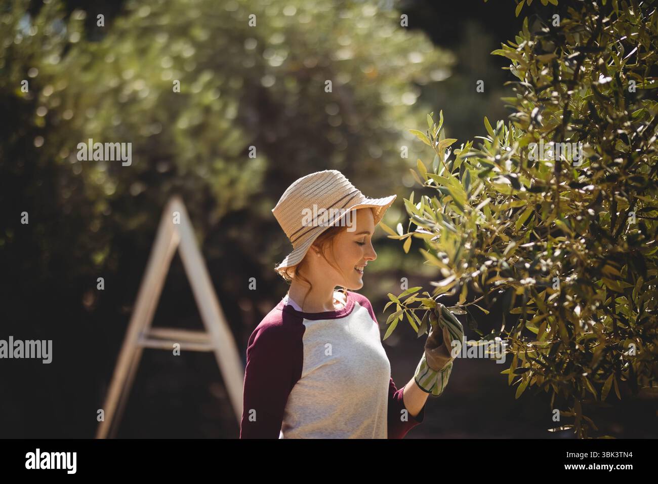 Female gardener standing beside ladder in orchard wearing straw hat and ...