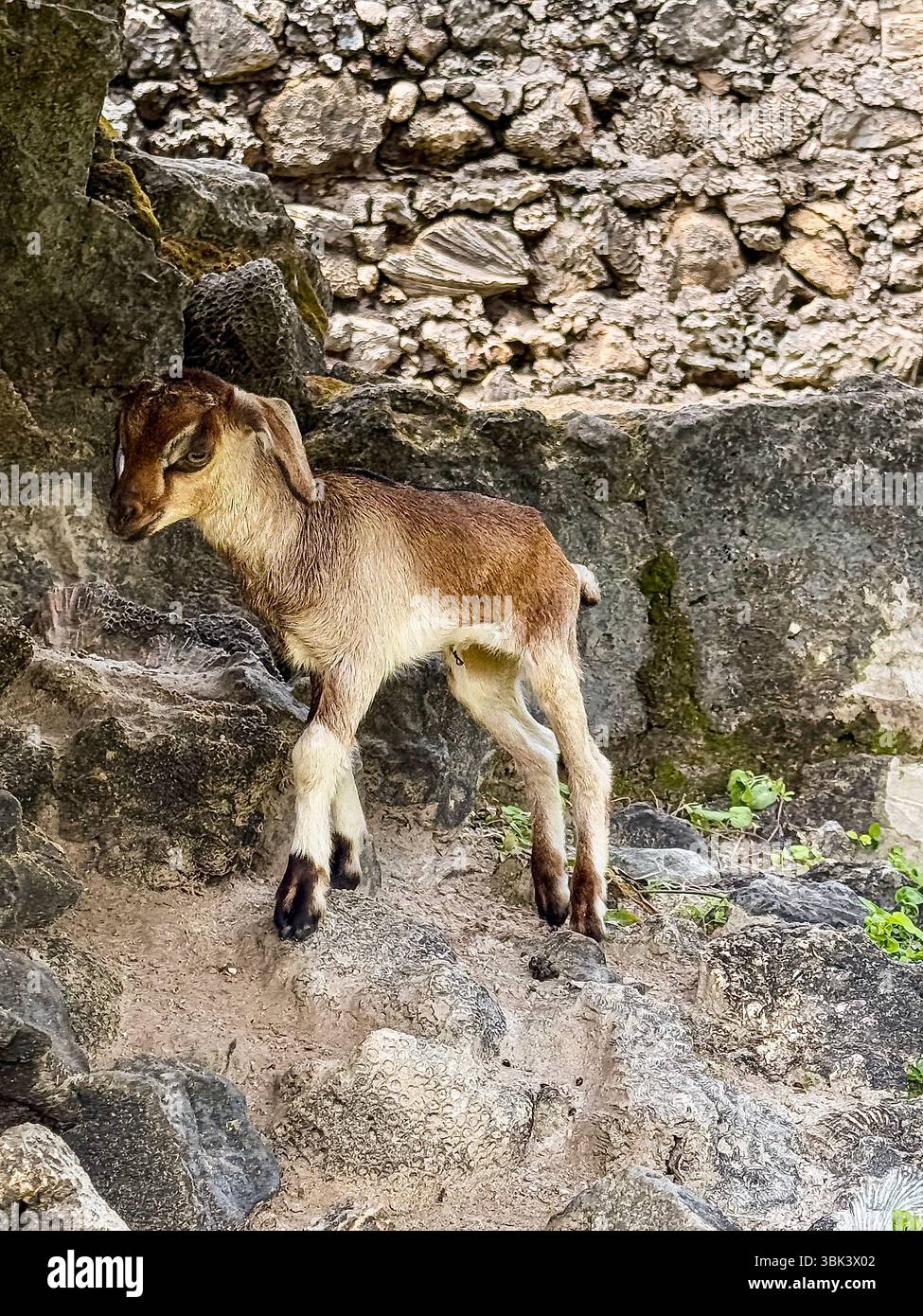 10 day old goat hi-res stock photography and images - Alamy