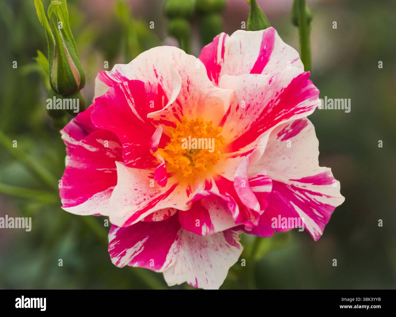 The pink and white striped 'The King's Rose' at the RHS Chelsea Flower ...