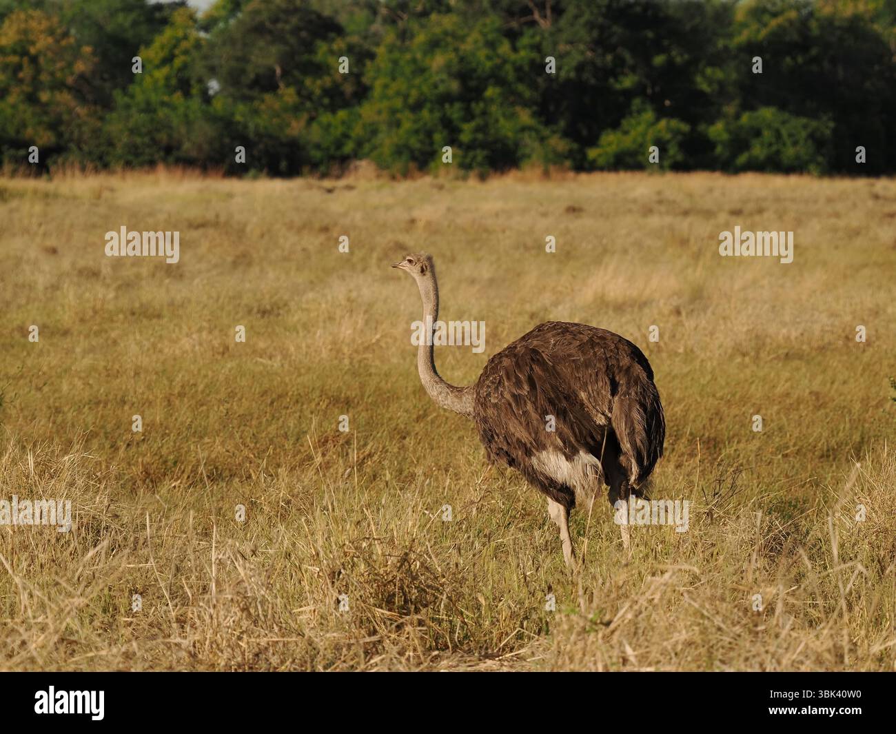 The common ostrich is the fastest running bird also the heaviest. A ...