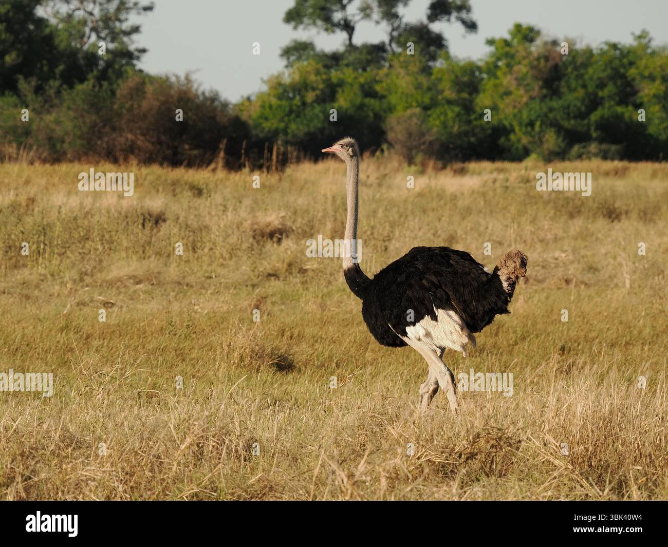 The common ostrich is the fastest running bird also the heaviest. A ...