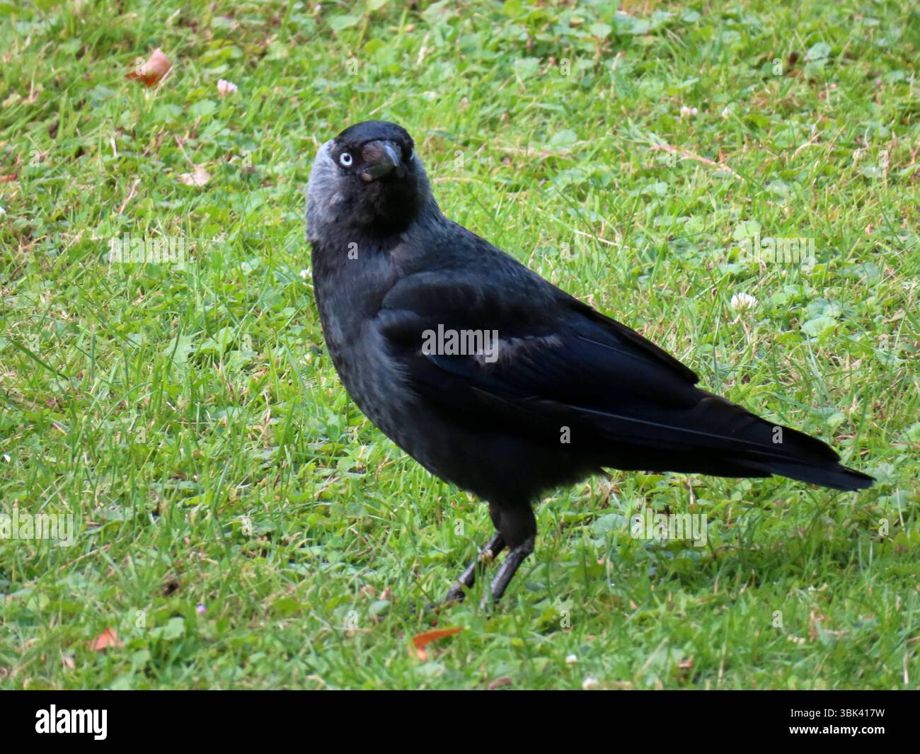 ...Dohlen sind stets voll auf dem Quivive und lassen nichts anbrennen ...