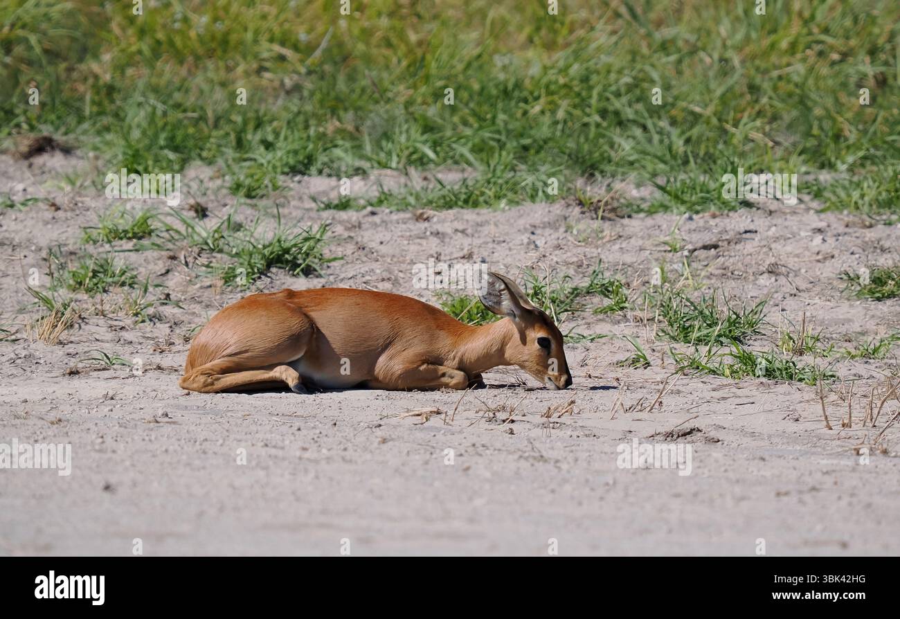 This small antelope is often discovered in pairs or singerly, it hides ...
