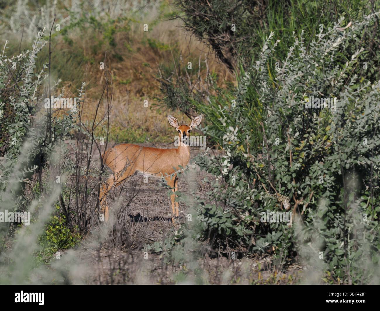 This small antelope is often discovered in pairs or singerly, it hides ...
