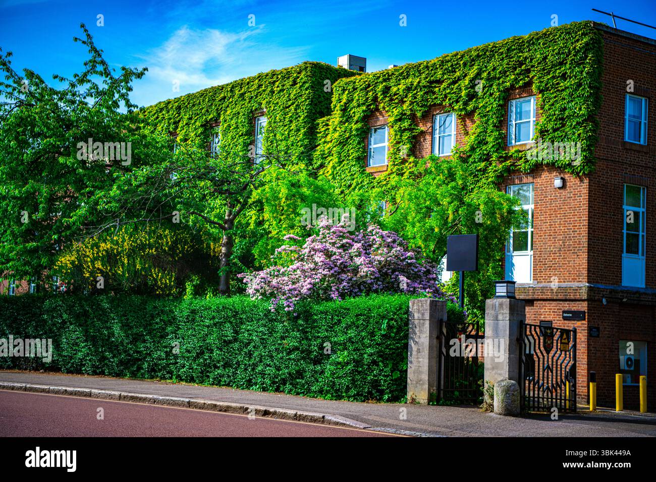 Plants natural growth structure hi-res stock photography and images - Alamy