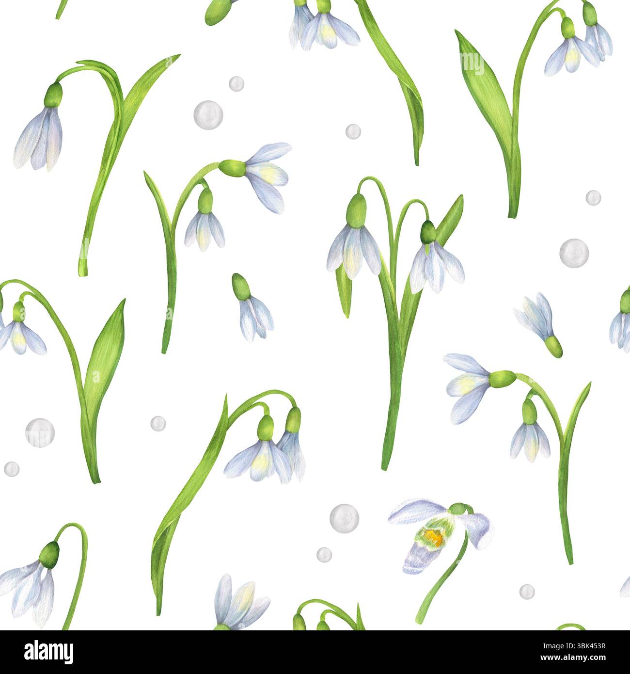 Snowdrop flower hand drawn hi-res stock photography and images - Alamy