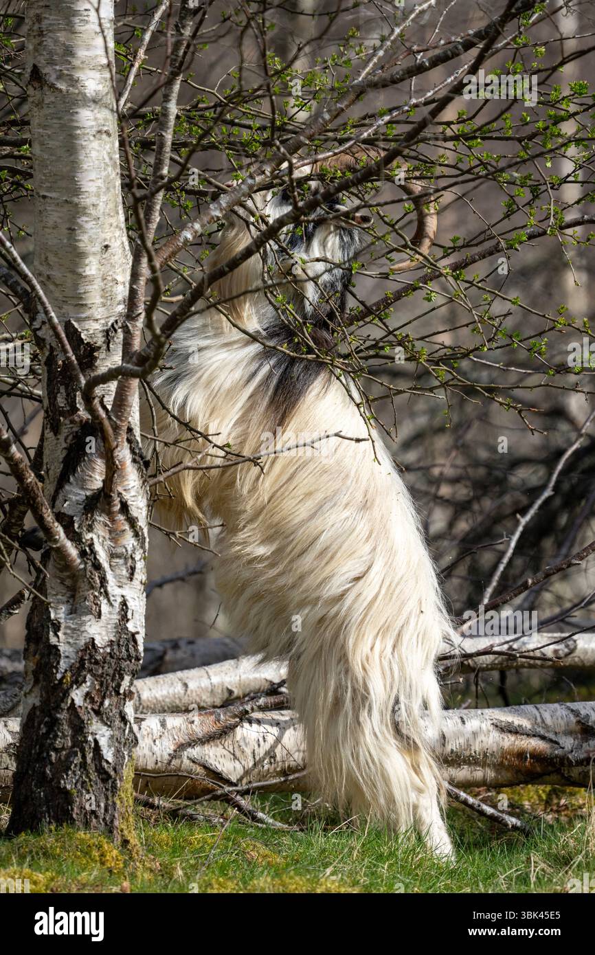 Billy Wild Goat standing on hind legs to feed Stock Photo - Alamy