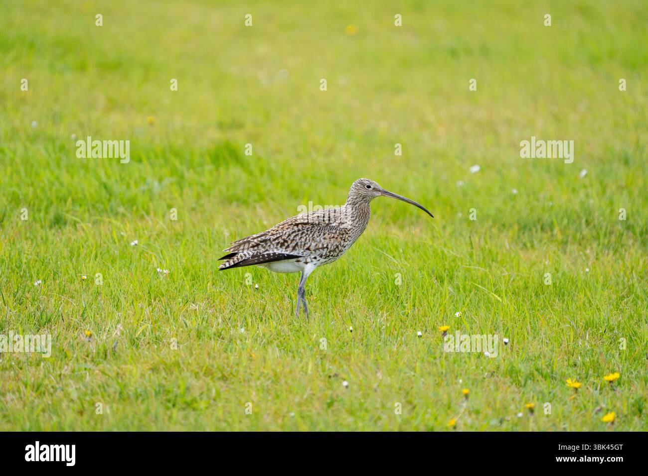 Curlew mountains hi-res stock photography and images - Alamy