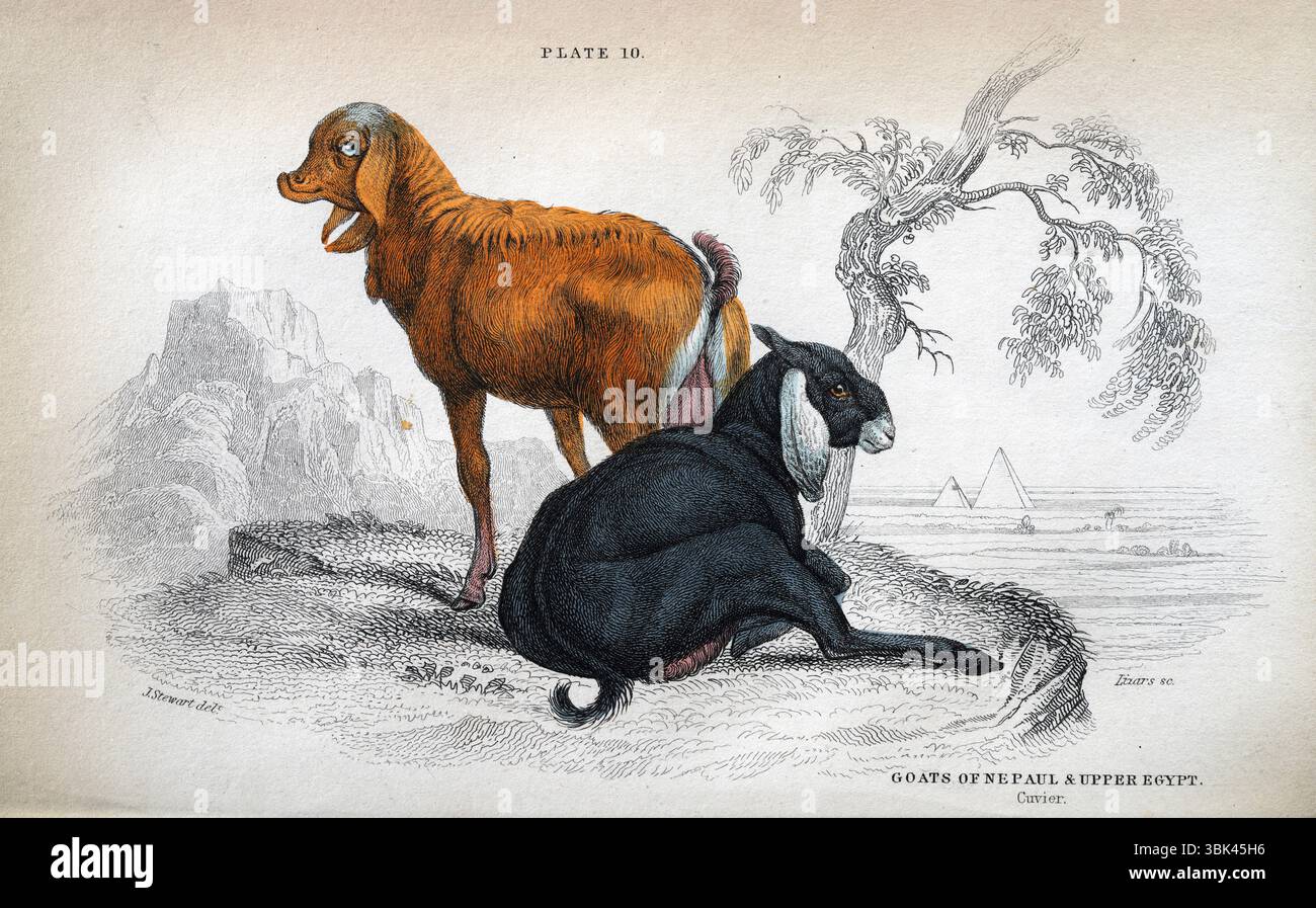 Nepal goat, Capra hircus nepalensis, and Egyptian goat, Capra nubiana ...