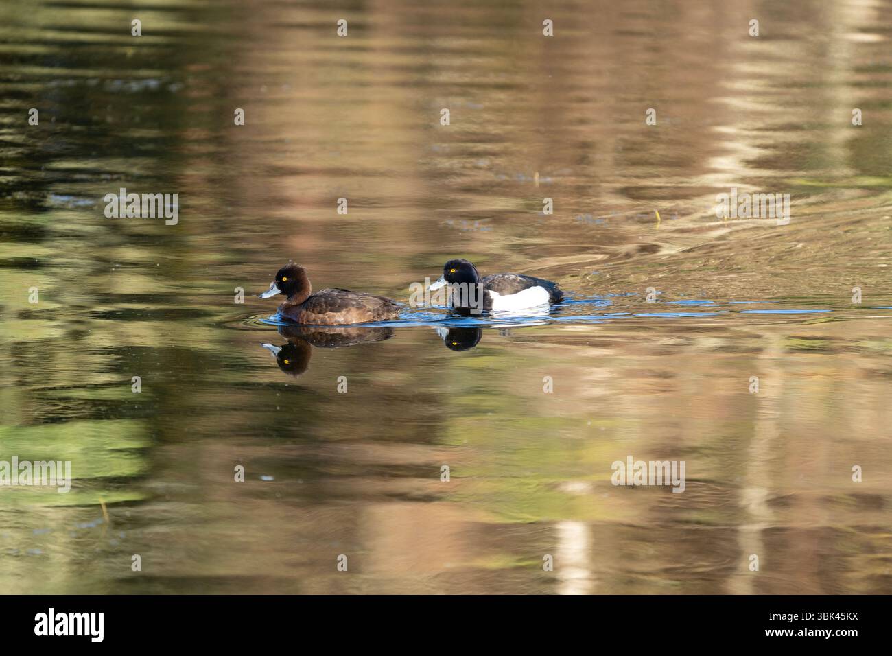 Female with male Tufted Duck following Stock Photo - Alamy