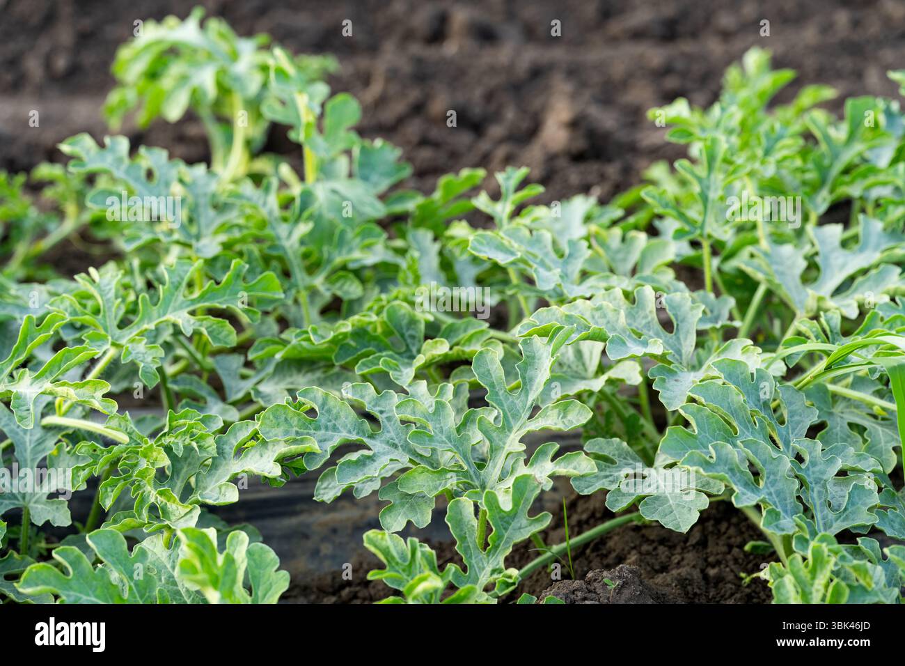 Watermelon plants growing in hi-res stock photography and images - Alamy