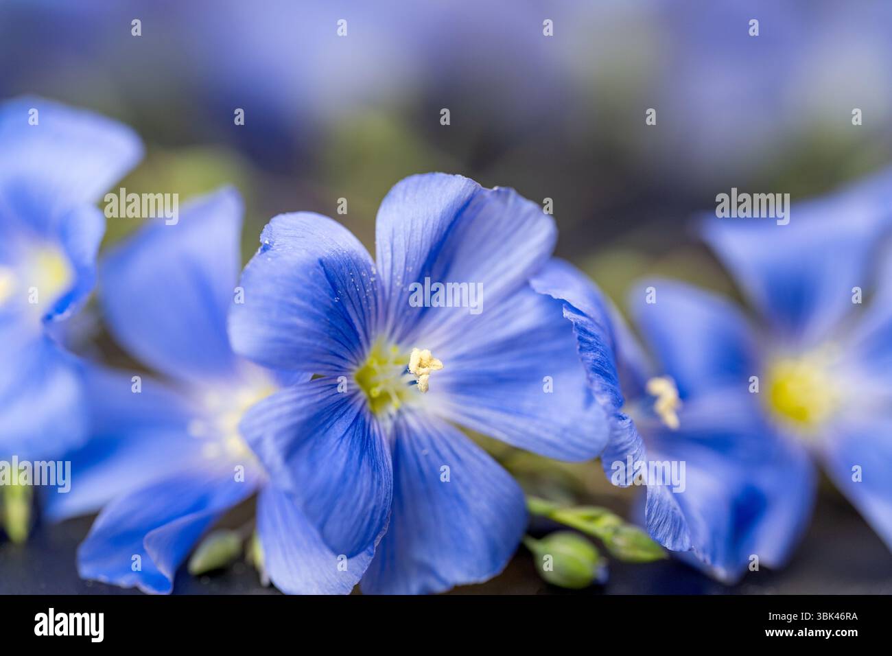 Linear clavate stigma hi-res stock photography and images - Alamy