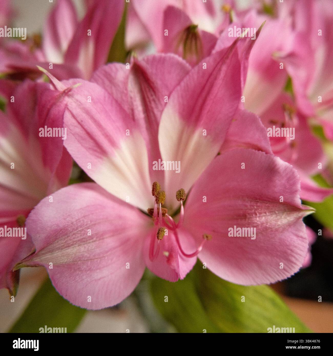 Pink alstromeria peruvian lily hi-res stock photography and images - Alamy