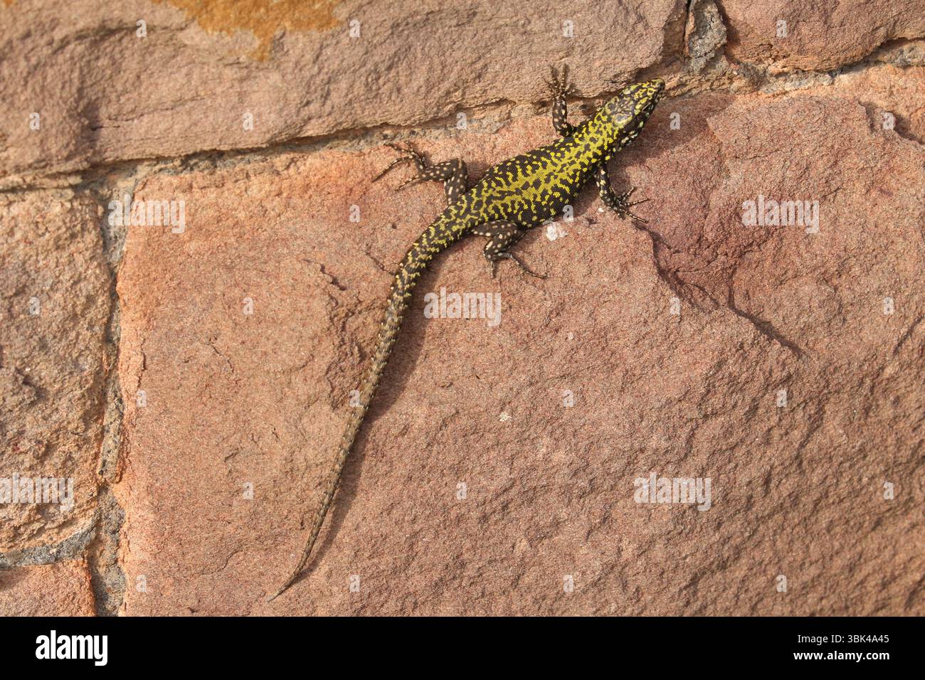 Common Wall Lizard male - Podarcis muralis Stock Photo - Alamy