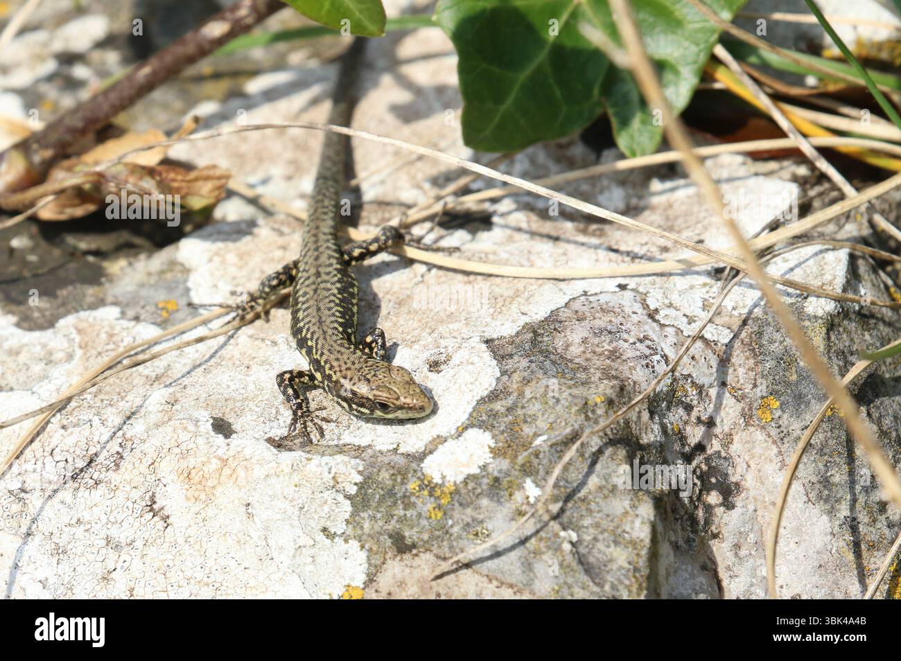 Common Wall Lizard juvenile - Podarcis muralis Stock Photo - Alamy