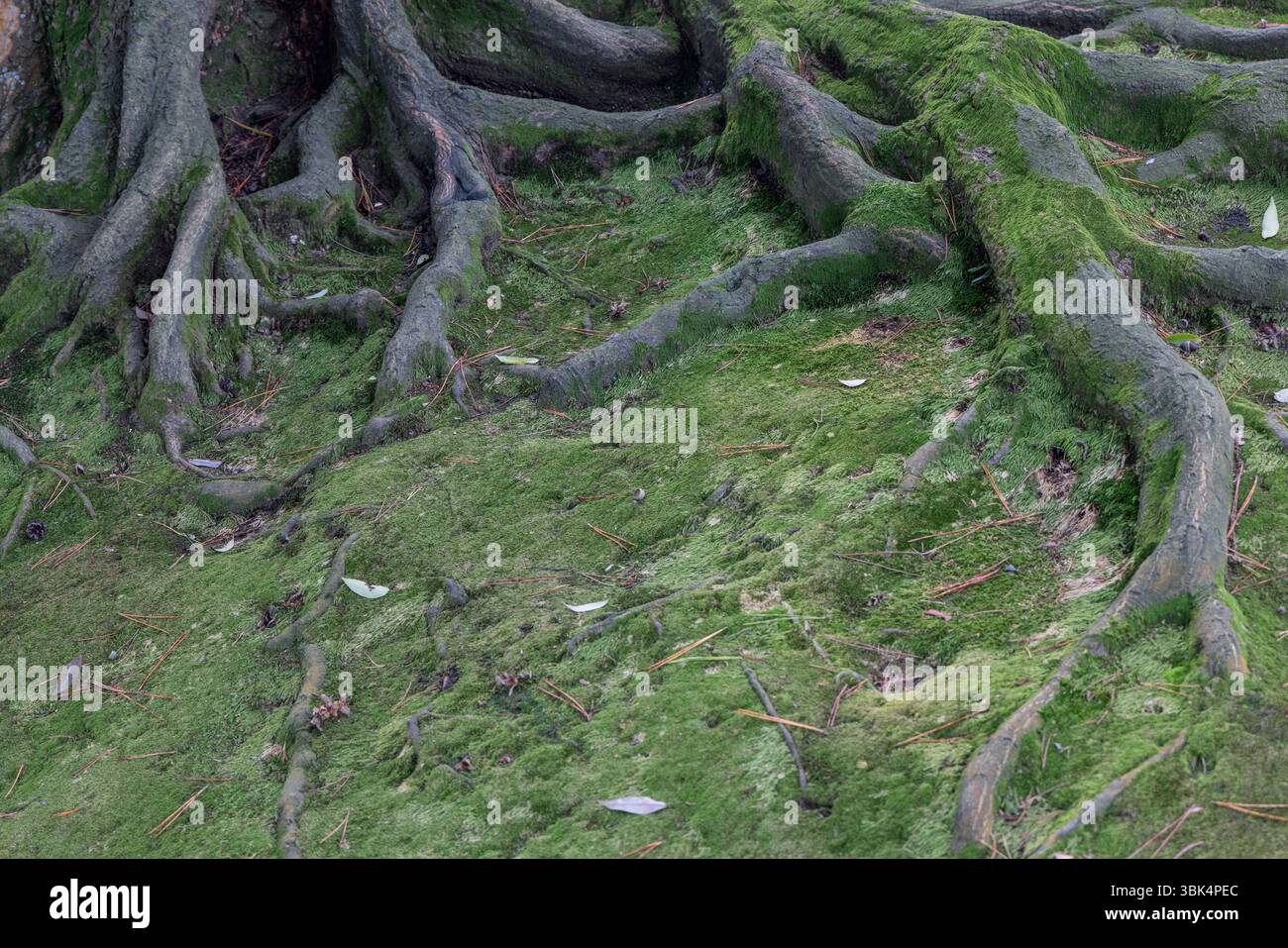 Tree roots spreading across moss-covered ground, forming an organic ...