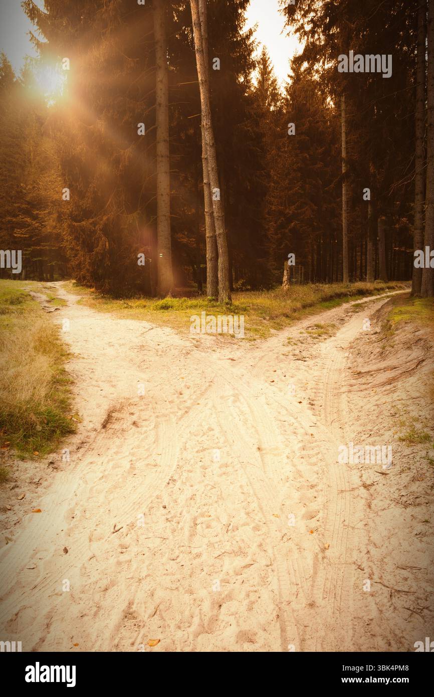 Flat design showing forked sandy trail splitting pine-tree clearing ...