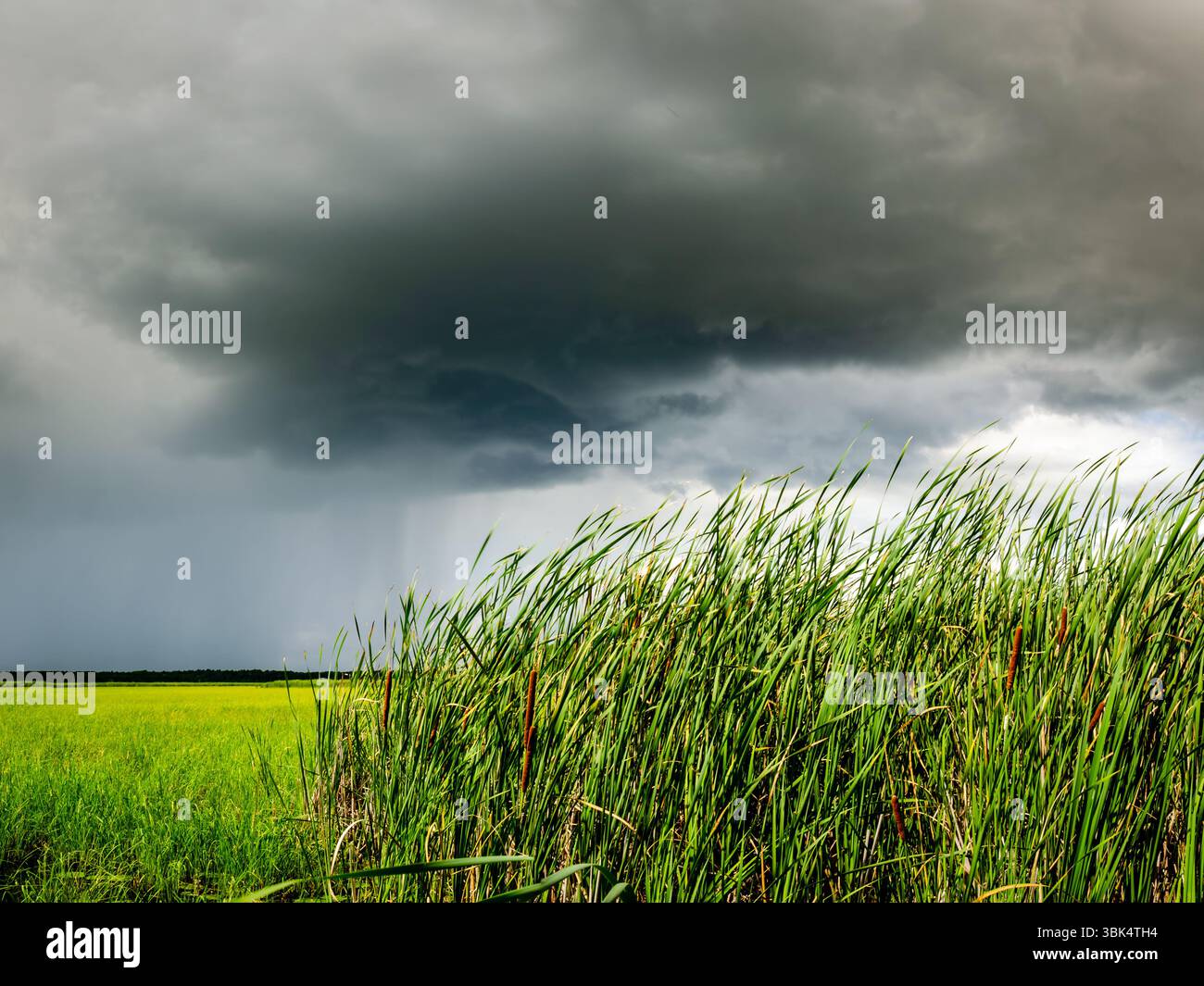 Storm clouds over a grouping of cattails in a wetland at Mac Johnson ...