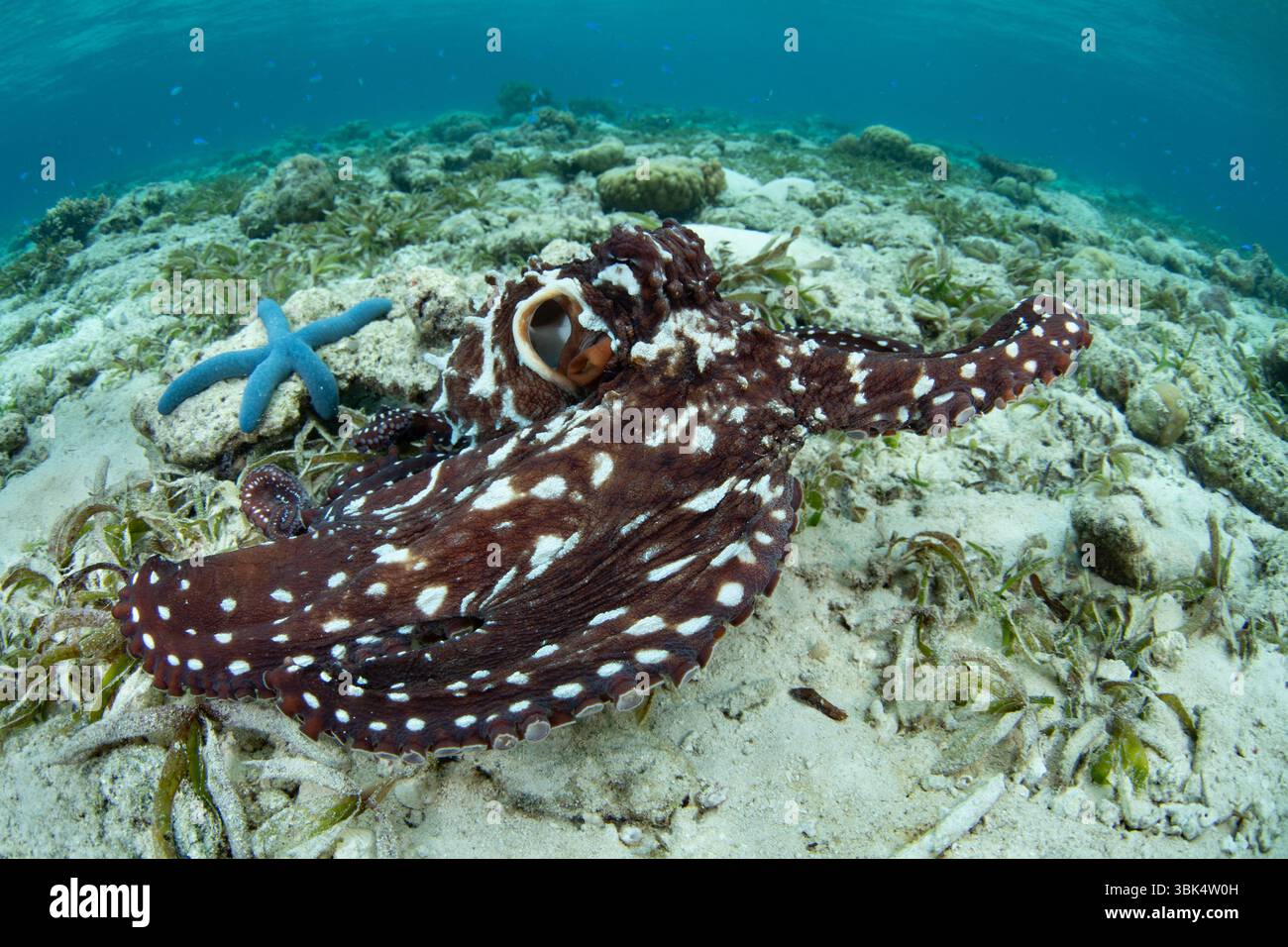 A bold octopus, Octopus cyanea, explores a shallow seafloor composed of ...