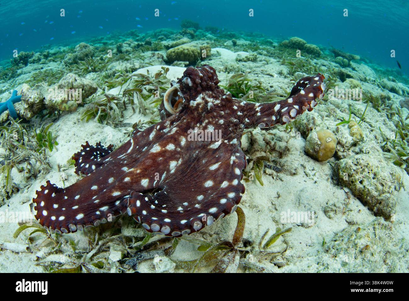 A bold octopus, Octopus cyanea, explores a shallow seafloor composed of ...