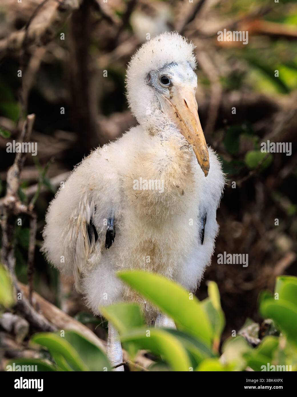Fluffy downy baby feathers hi-res stock photography and images - Alamy