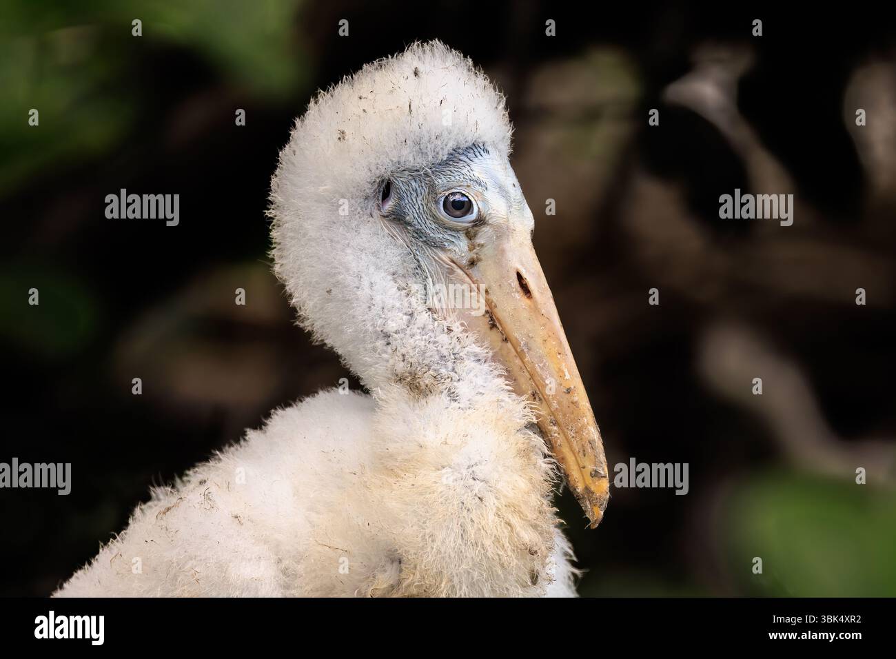 Wood stork beak photo hi-res stock photography and images - Alamy