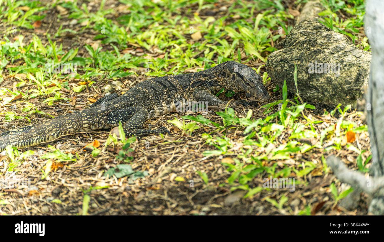 Monitor Lizard close up in Bangkok Stock Photo - Alamy