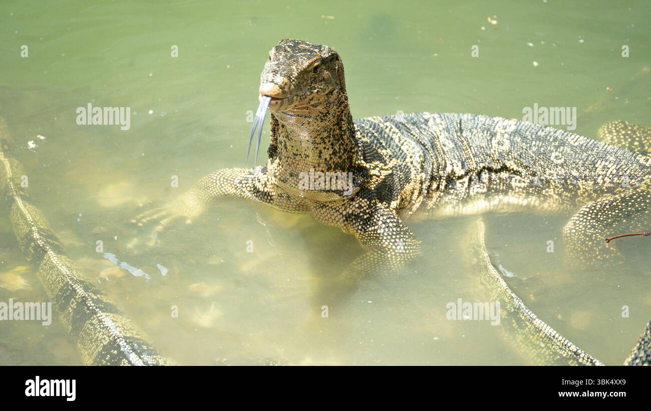 Monitor Lizard Close Up in Bangkok Stock Photo - Alamy
