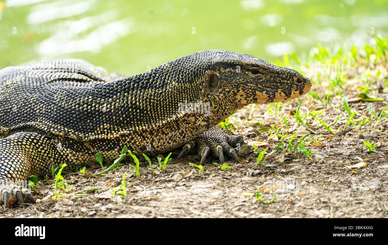 Monitor lizards in asia hi-res stock photography and images - Alamy