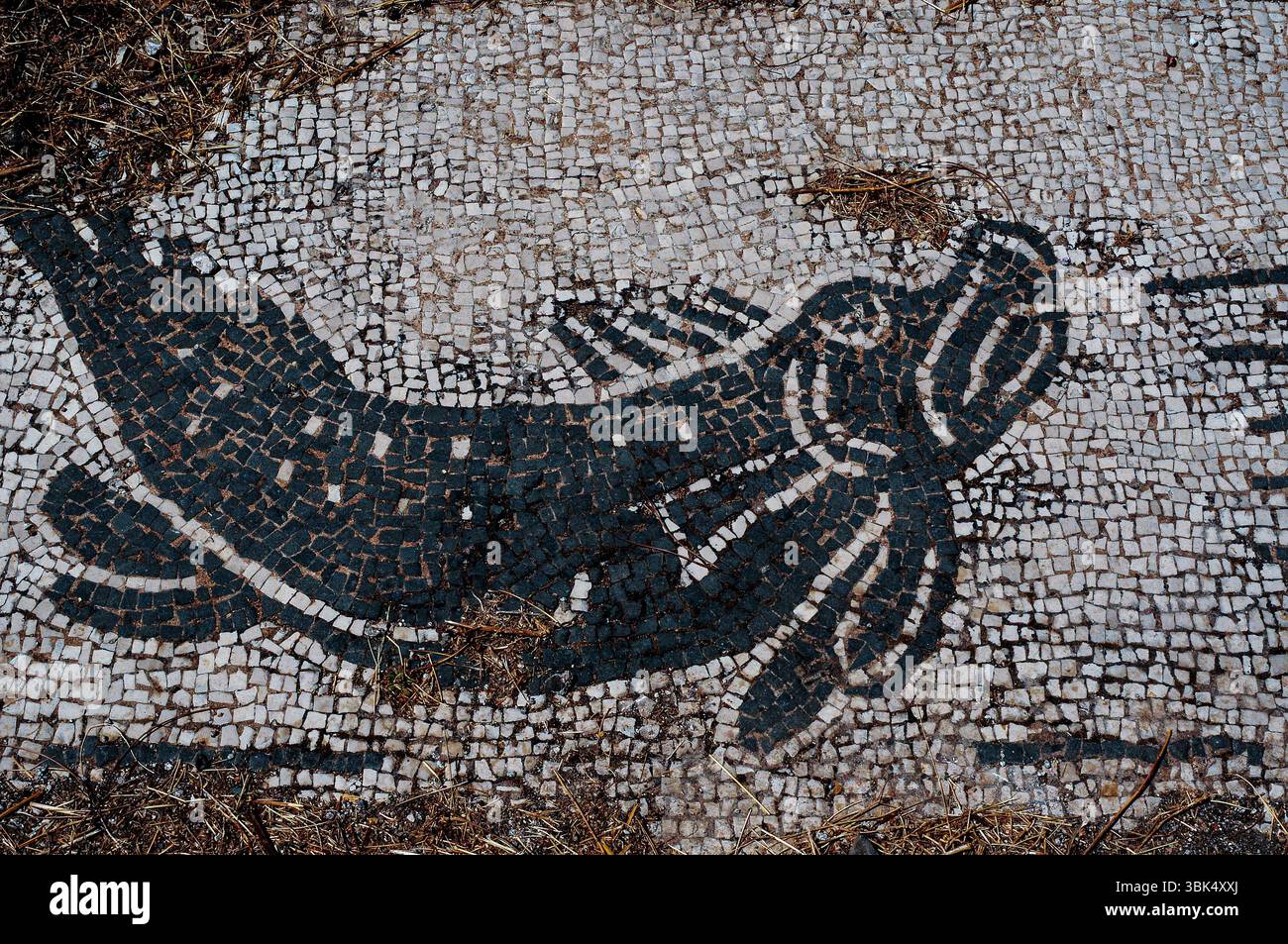 Roman mosaic fish hi-res stock photography and images - Alamy