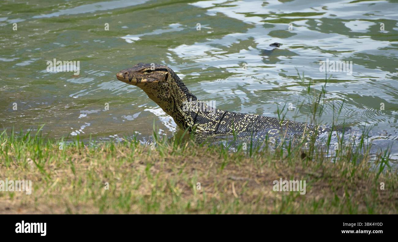 Monitor Lizard close up in Bangkok Stock Photo - Alamy