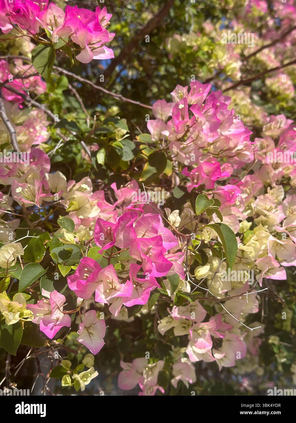 Pink bougainvillea plant close up hi-res stock photography and images ...