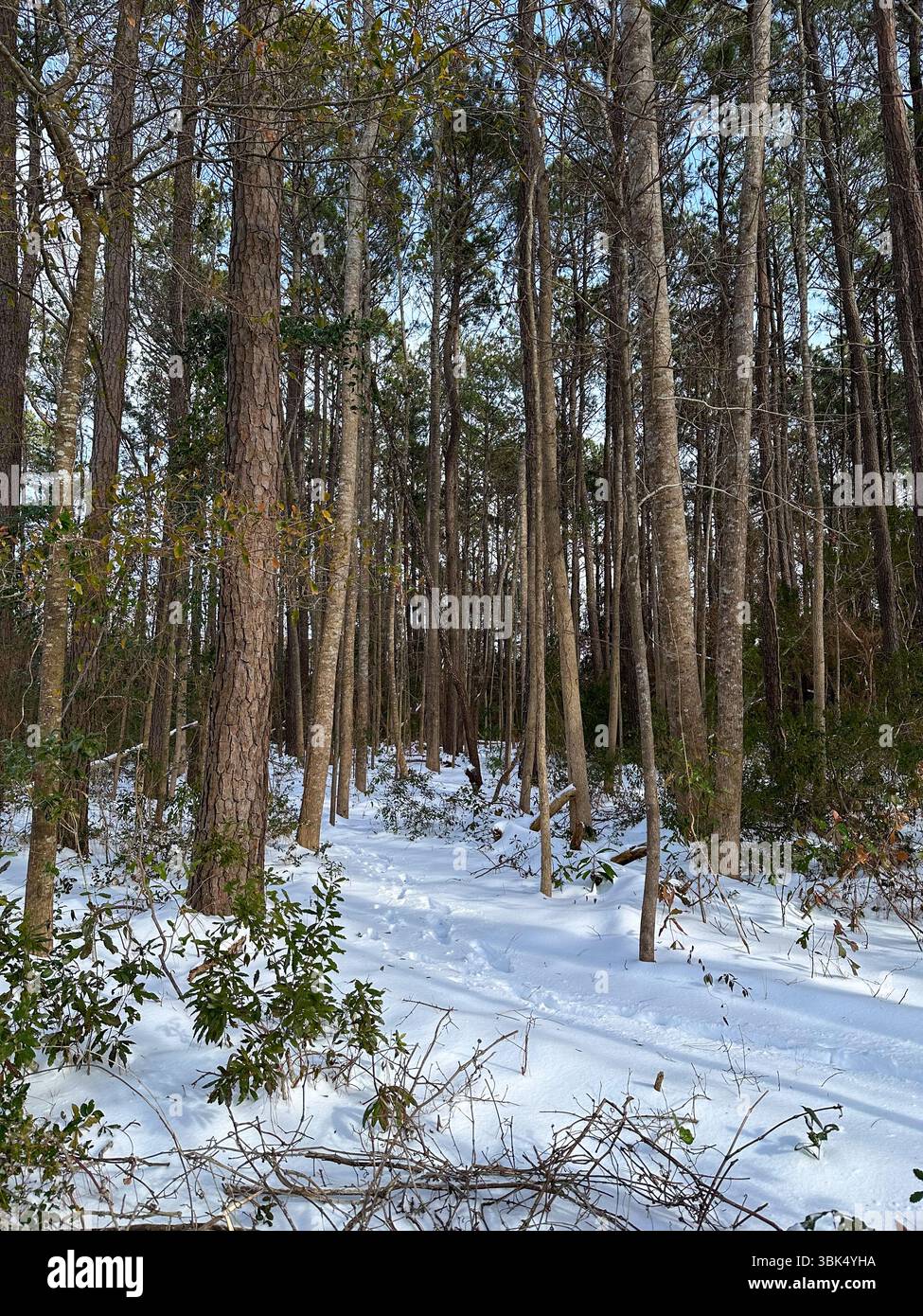 Pine trees in snow snowfall hi-res stock photography and images - Alamy