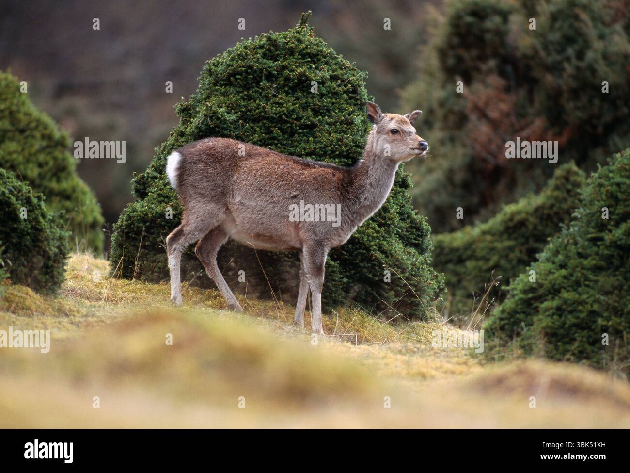 Sika Deer (Cervus nippon) surrounded by heavily browsed sitka spruce ...