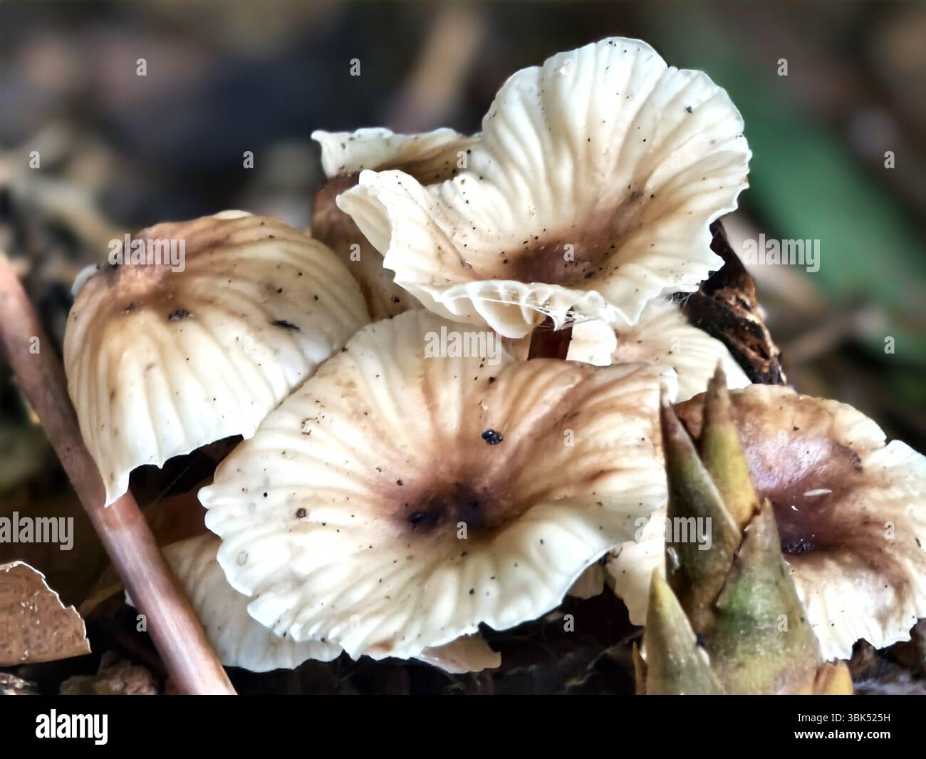 Decaying organic materials hi-res stock photography and images - Alamy