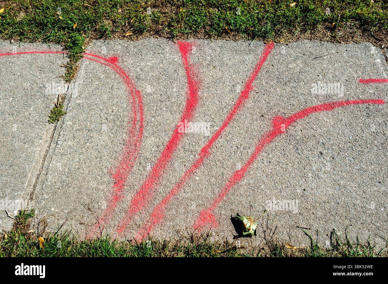 Close-up of red hydro line markings on a sidewalk section next to grass ...